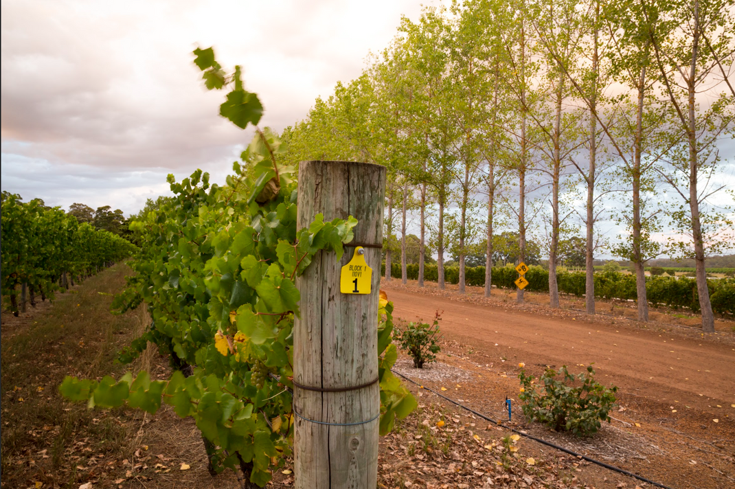 Our Wines | Pemberton Pinot Noir, Chardonnay & Merlot | Below&Above ...